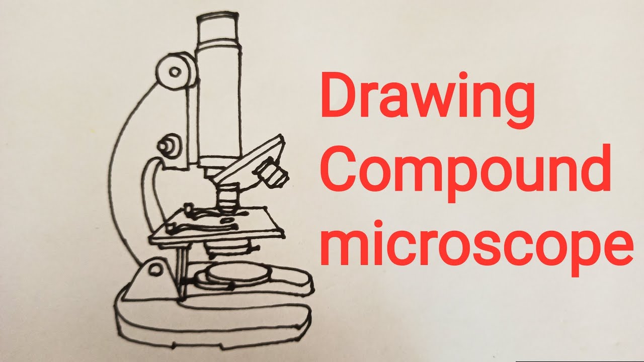 How To Draw Compound Microscope Step By Step Labelled Diagram Youtube ...