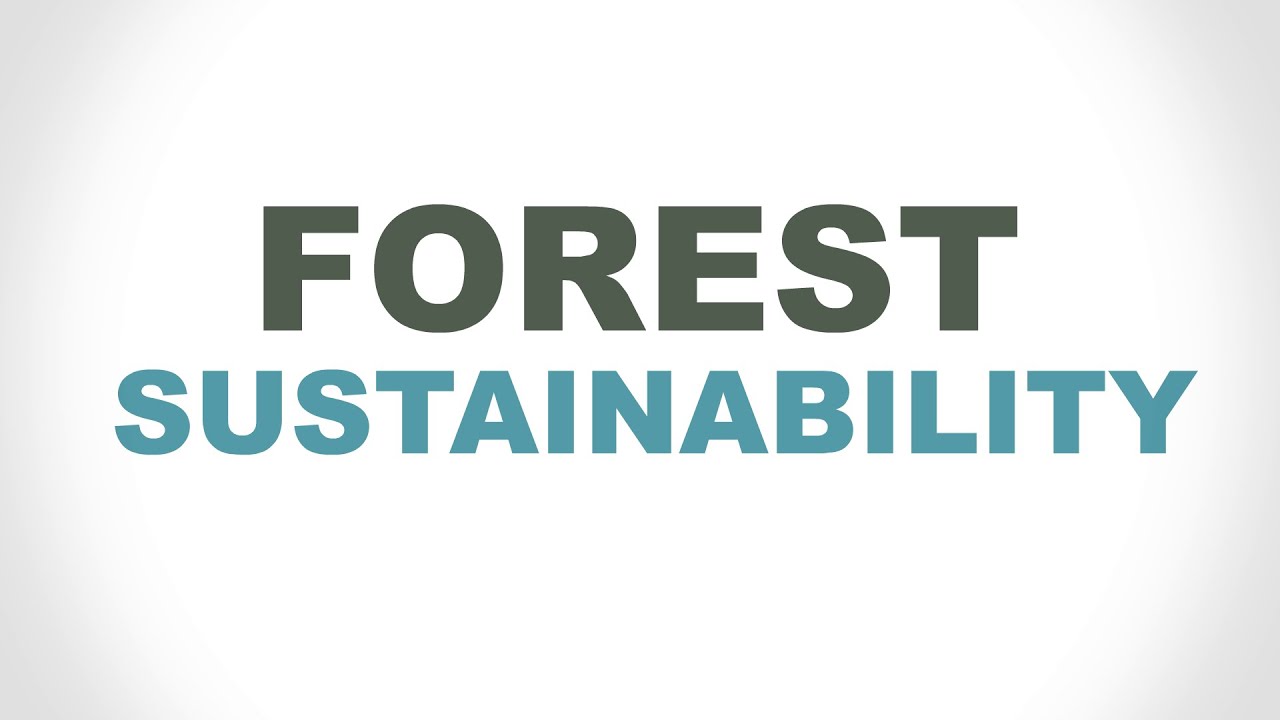 Forest Fast Break Forest Sustainability Youtube