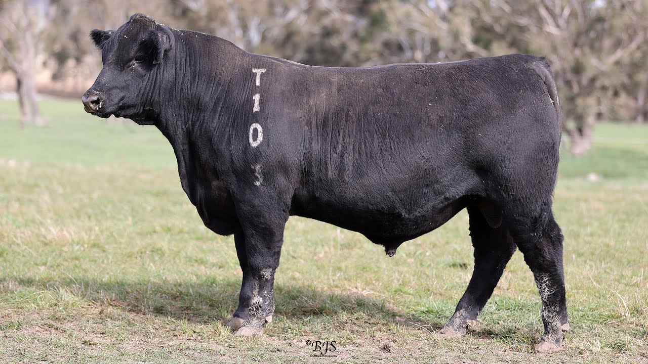 Lot 61 Bbb22t103 Circle8 2023 Youtube