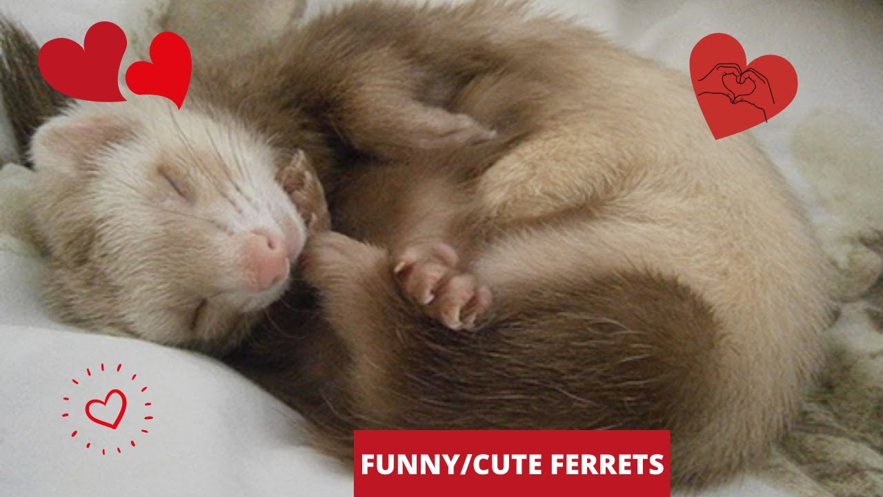 Cute Funny Ferrets Youtube