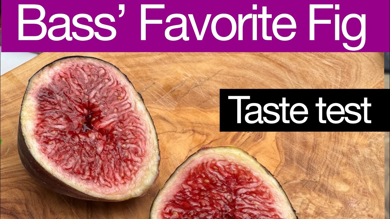 Bass Favorite Fig Is One Of My Favorites Now Too Fig Figtasting