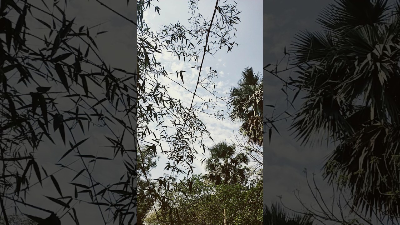 Shortvideo Shortsfeed Youtube