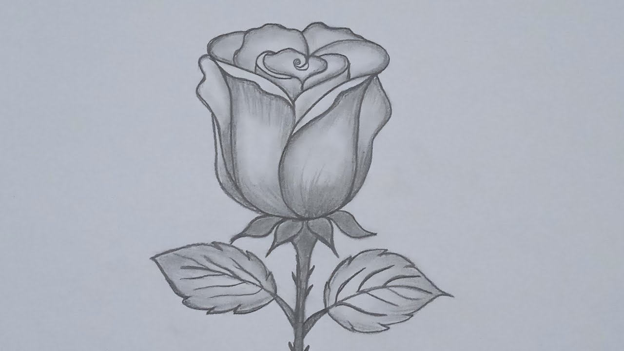 Very Easy Rose Drawing How To Draw A Rose Step By Step Pencil