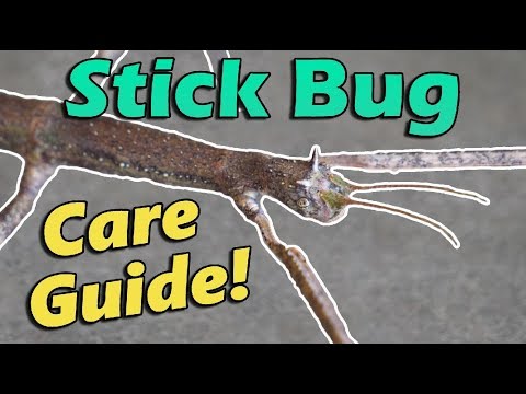 How To Keep Baby Stick Insects