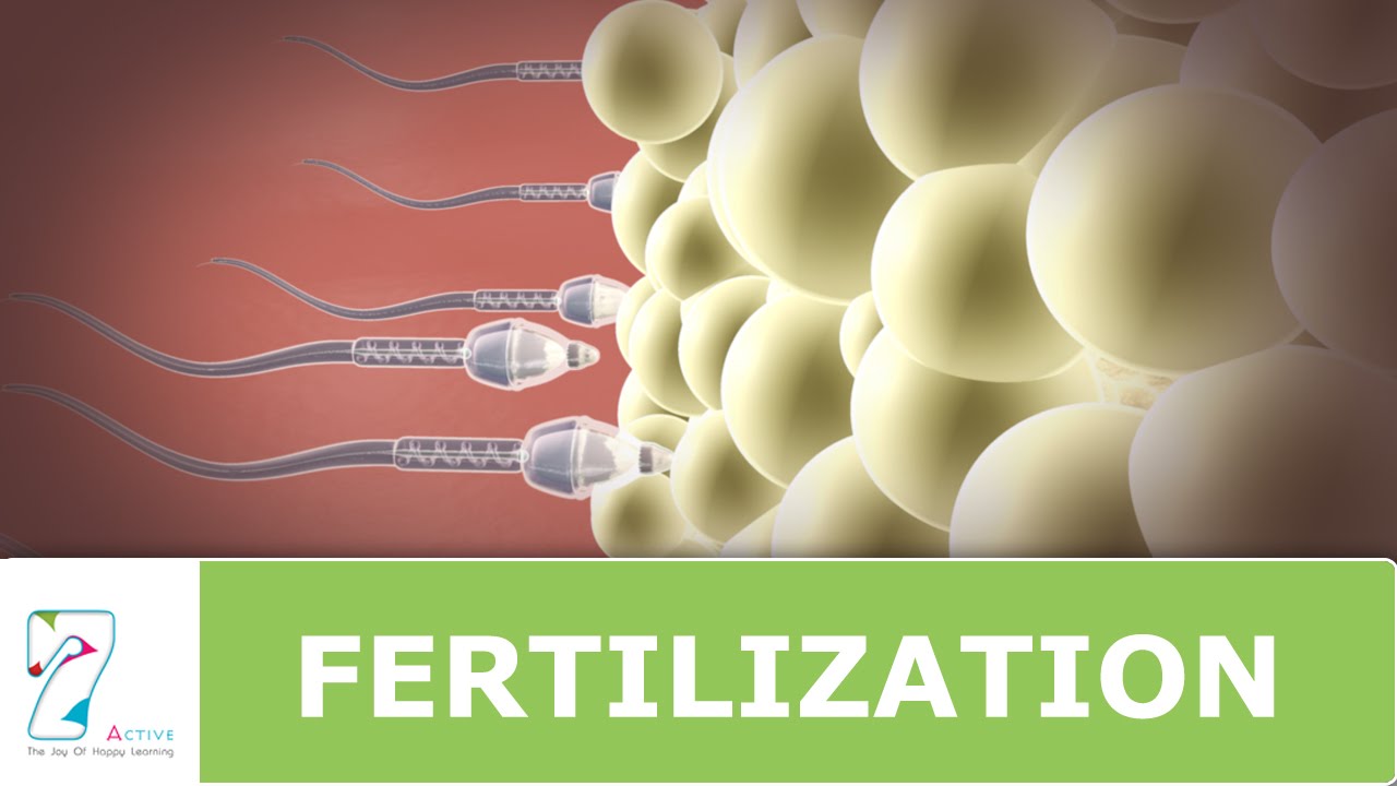 Fertilization Youtube