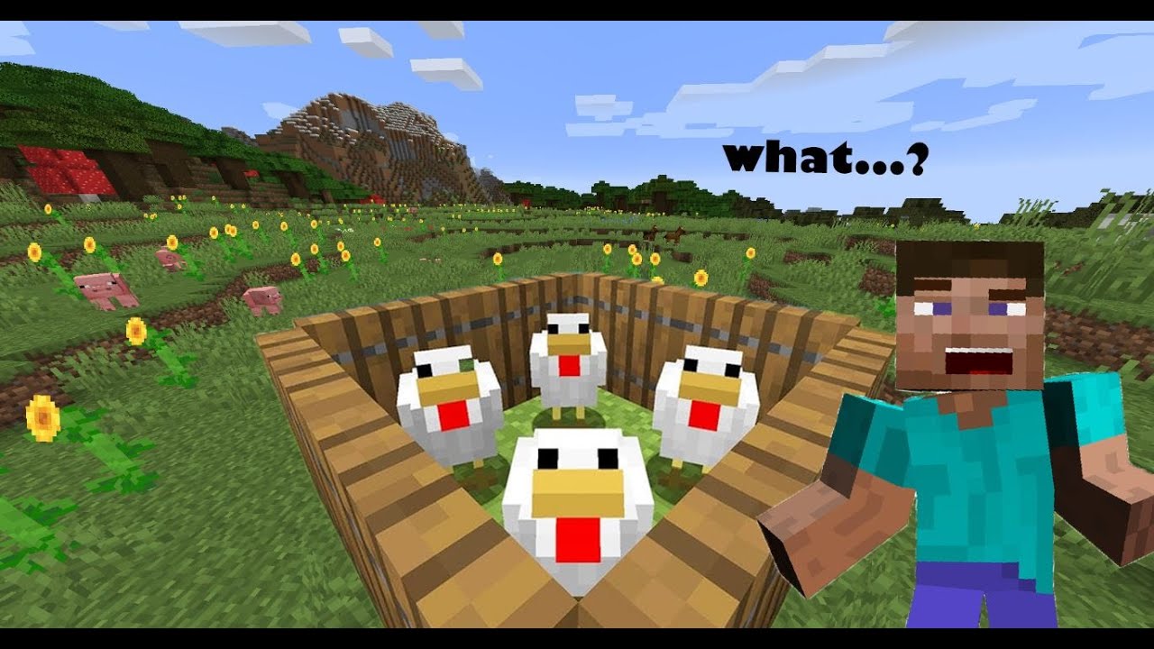 0 390625 Chance Of Getting 4 Chickens In One Egg Luckiest