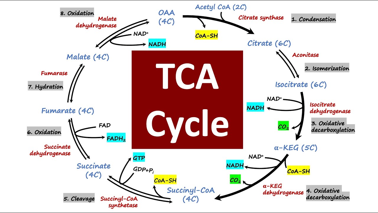 Simple Citric Acid Cycle Diagram The Citric Acid Cycle The Catabolism