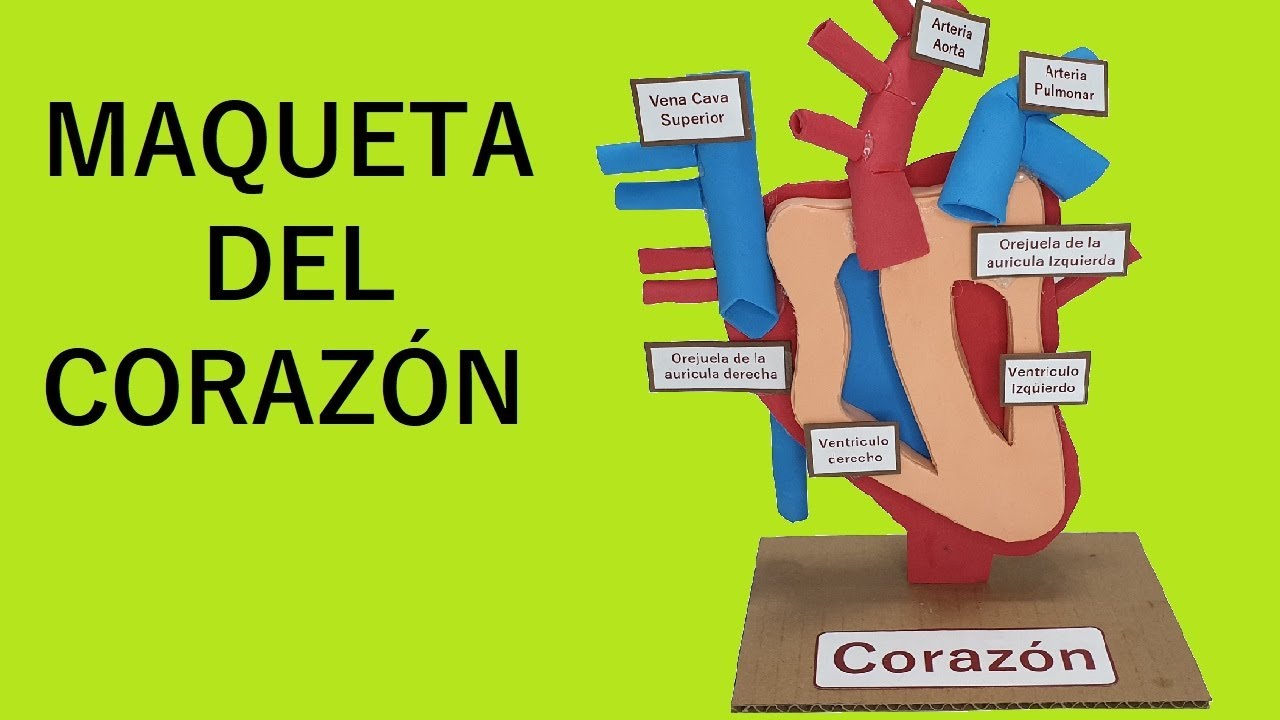 Maqueta Del Corazon Corazon Maqueta Maquetas Escolares Sistema Images