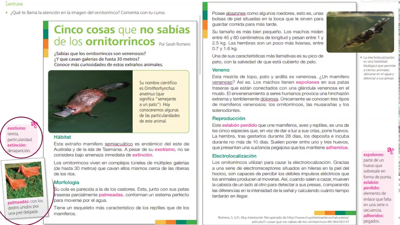 Cuarto Básico Texto Informativo Youtube