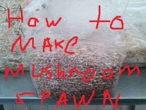 How To Make Mushroom Spawn Mushroom Oak Sawdust Spawn Tutorial Part
