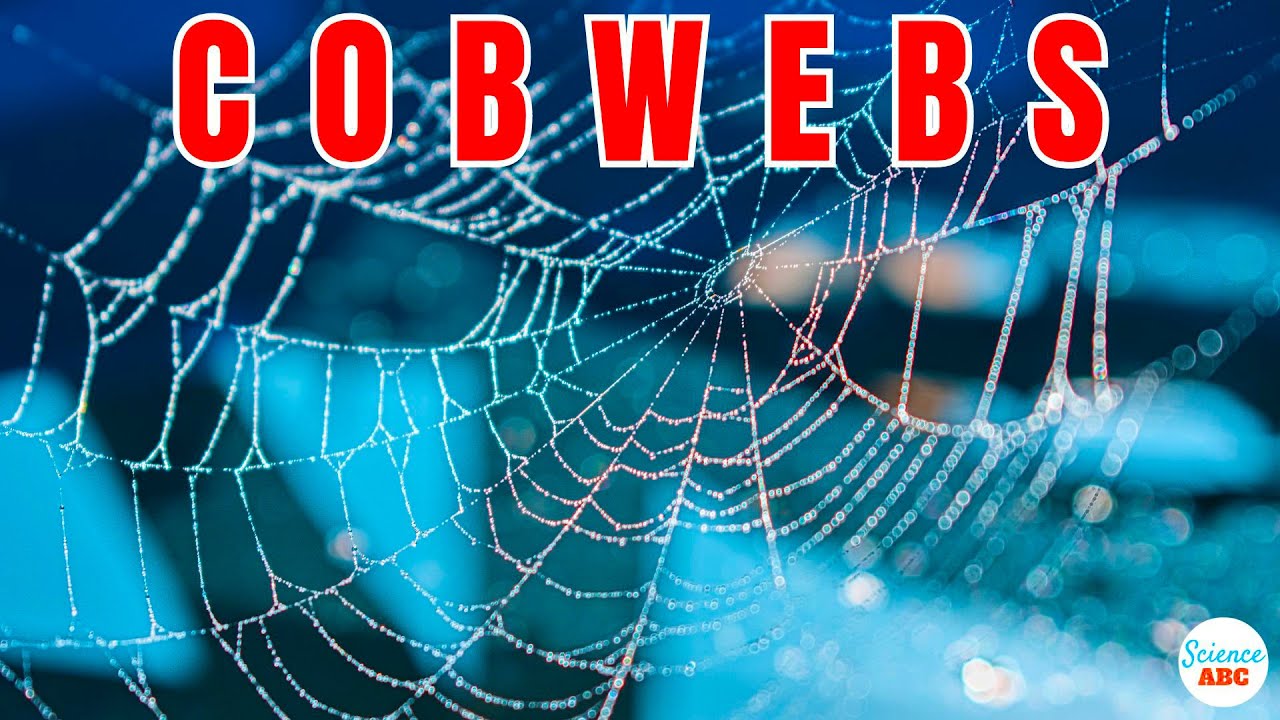 What Are Cobwebs Where Do They Come From Youtube