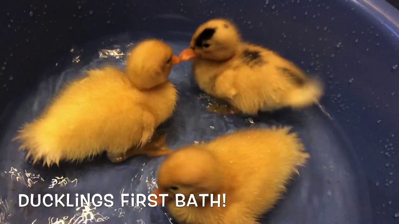 How To Give Baby Ducks A Bath Youtube