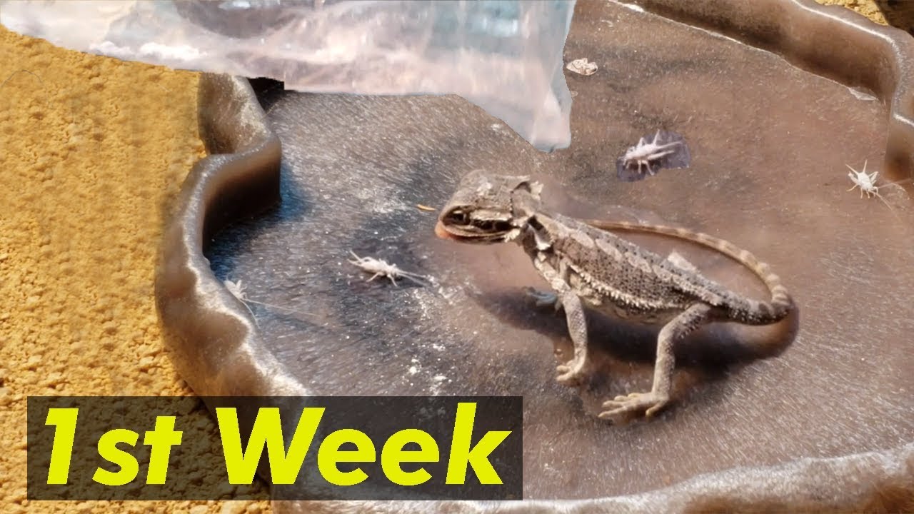 First Week Owning A Baby Bearded Dragon Tips First Feeding Taming