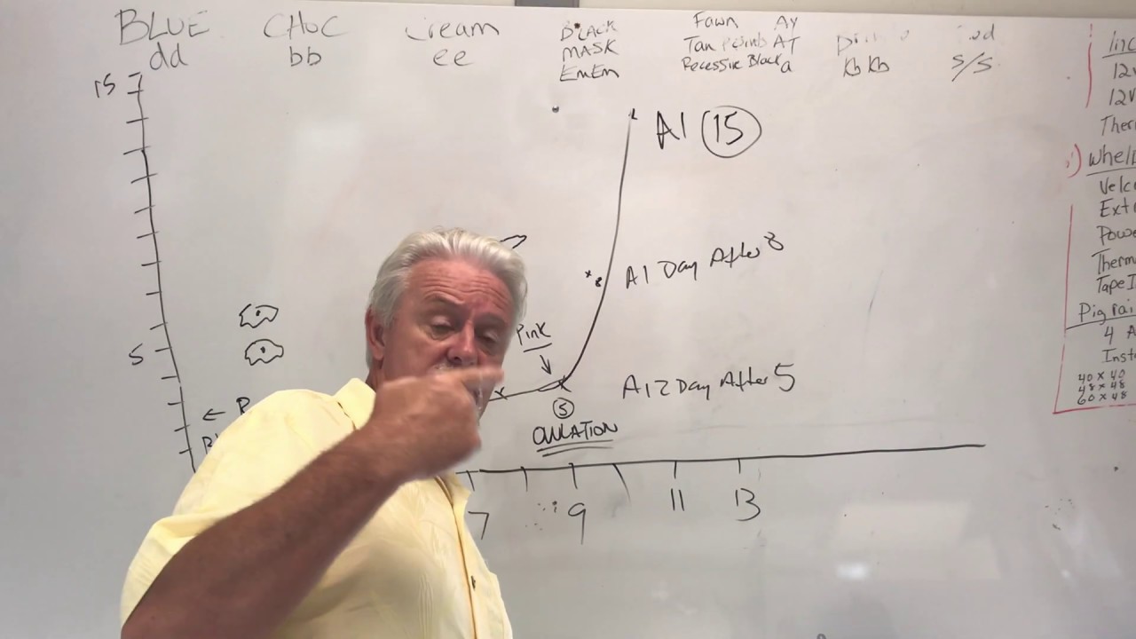 Diy Secrets To Timing When To Breed Your Dog Housepetscare