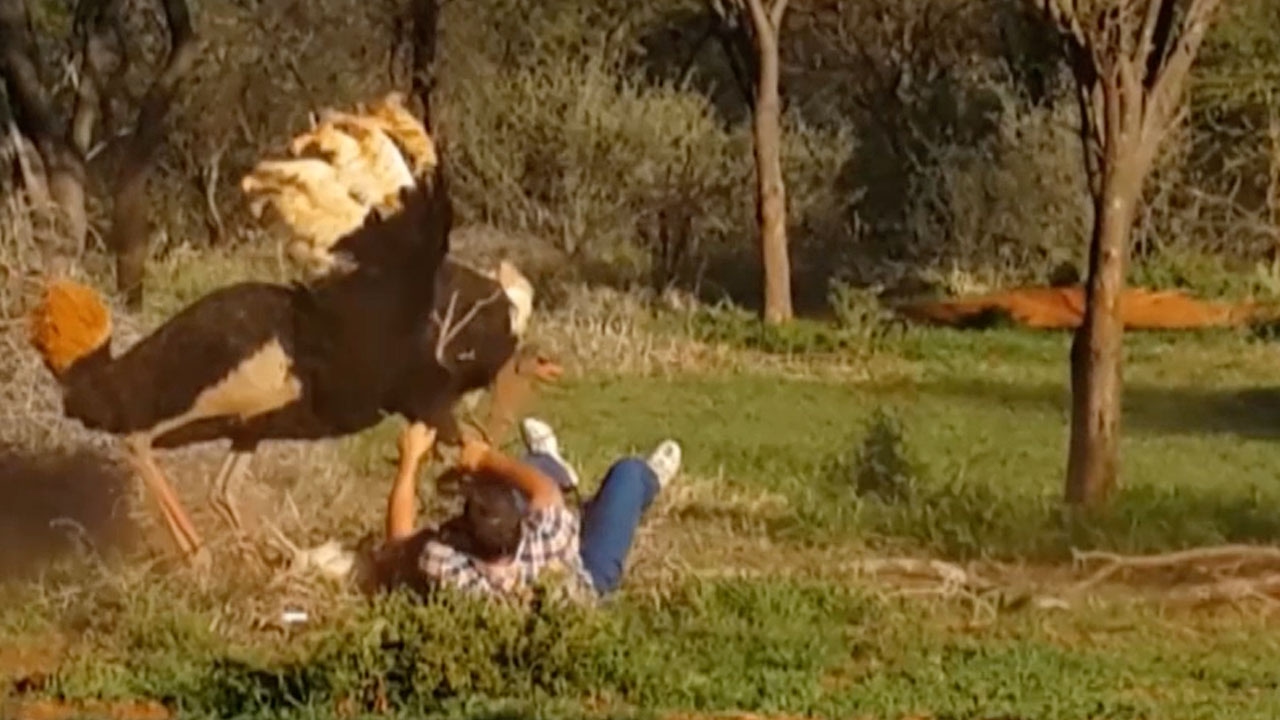 Ostrich Kick