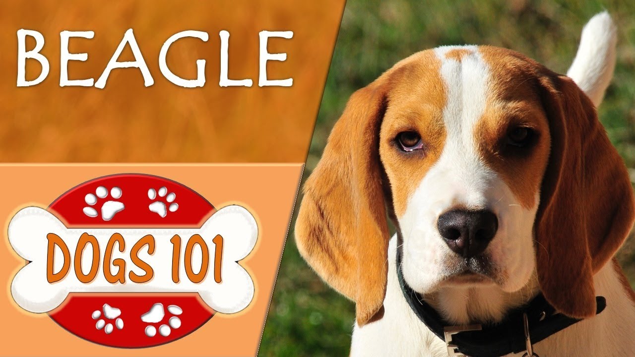Dogs 101 Beagle Top Dog Facts About The Beagle Youtube
