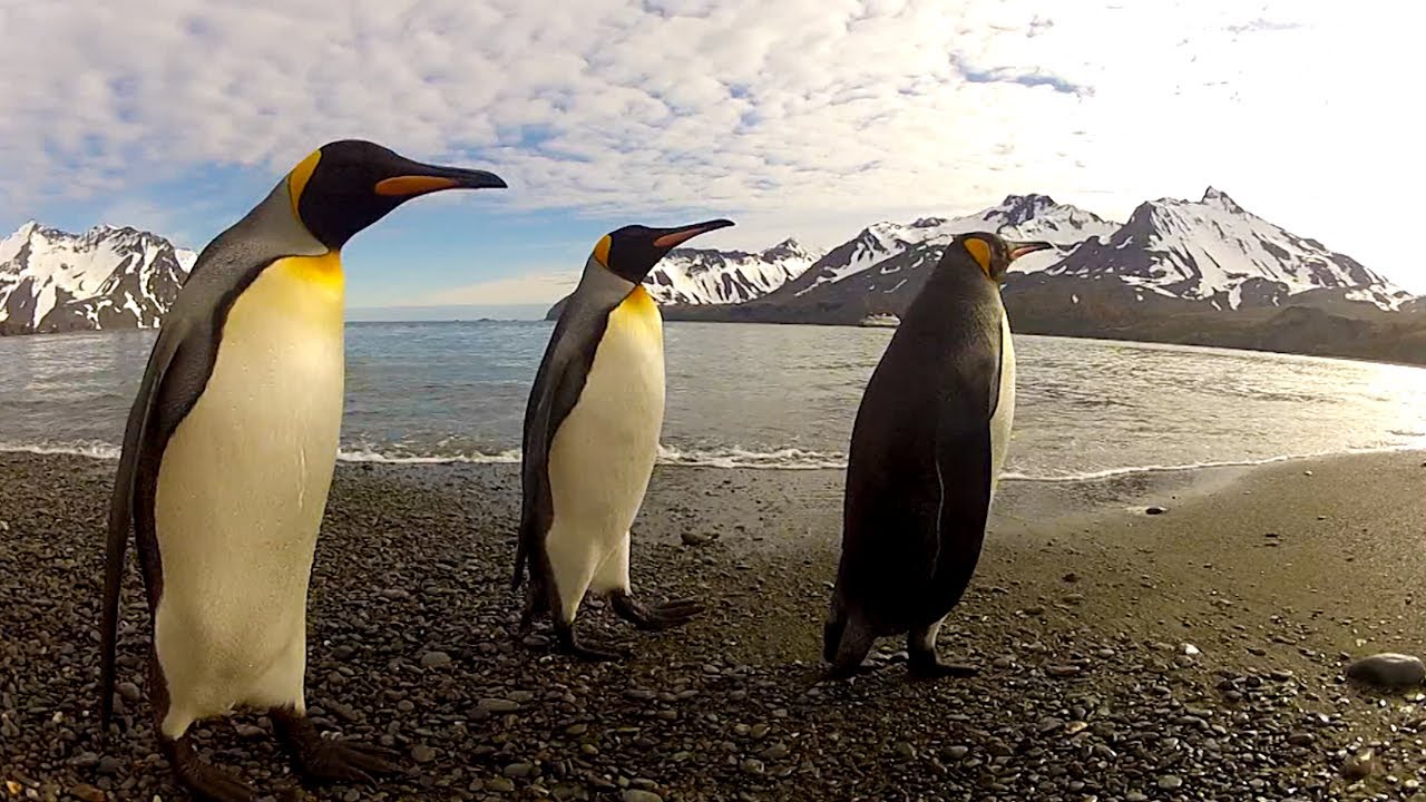 Gopro Penguin Dance Off Youtube