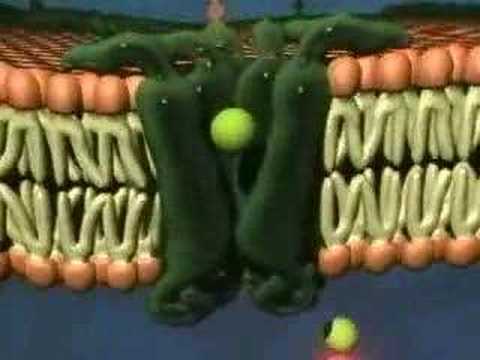 Active Transport Youtube