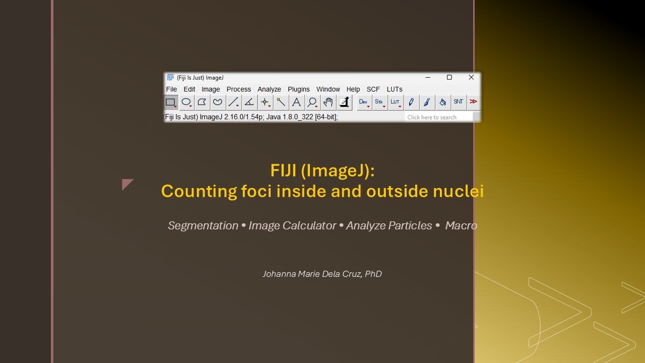 Fiji Imagej Counting Foci Inside And Outside Nuclei Youtube