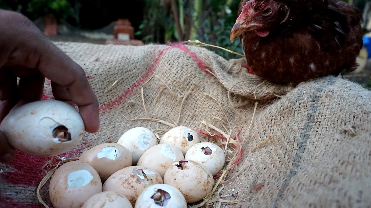 Hen Harvesting Eggs To Chicks Youtube