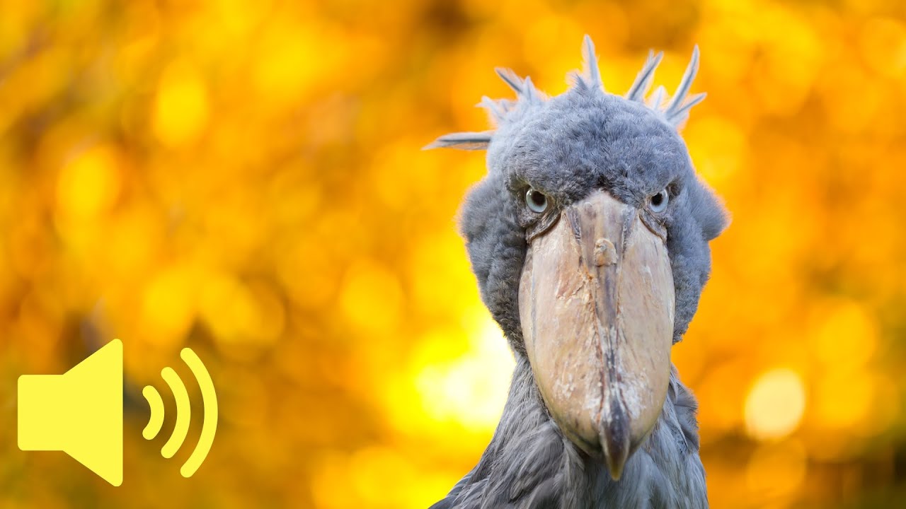 What Does A Shoebill Bird Sound Like Animal Sounds Youtube