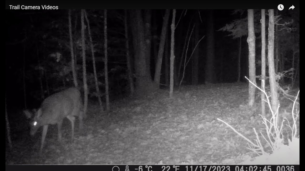 Trail Camera Videos Youtube