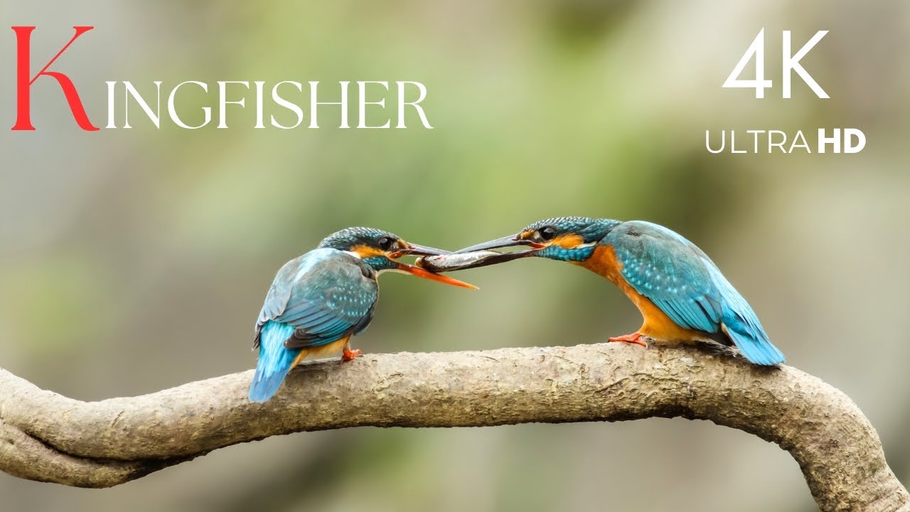 Kingfisher Of The World 4k Youtube