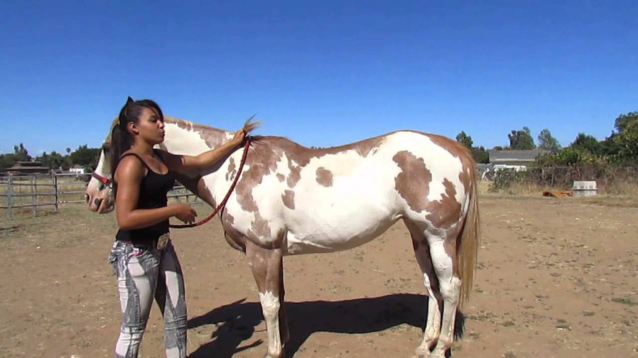 How To Mount A Horse Bareback Youtube