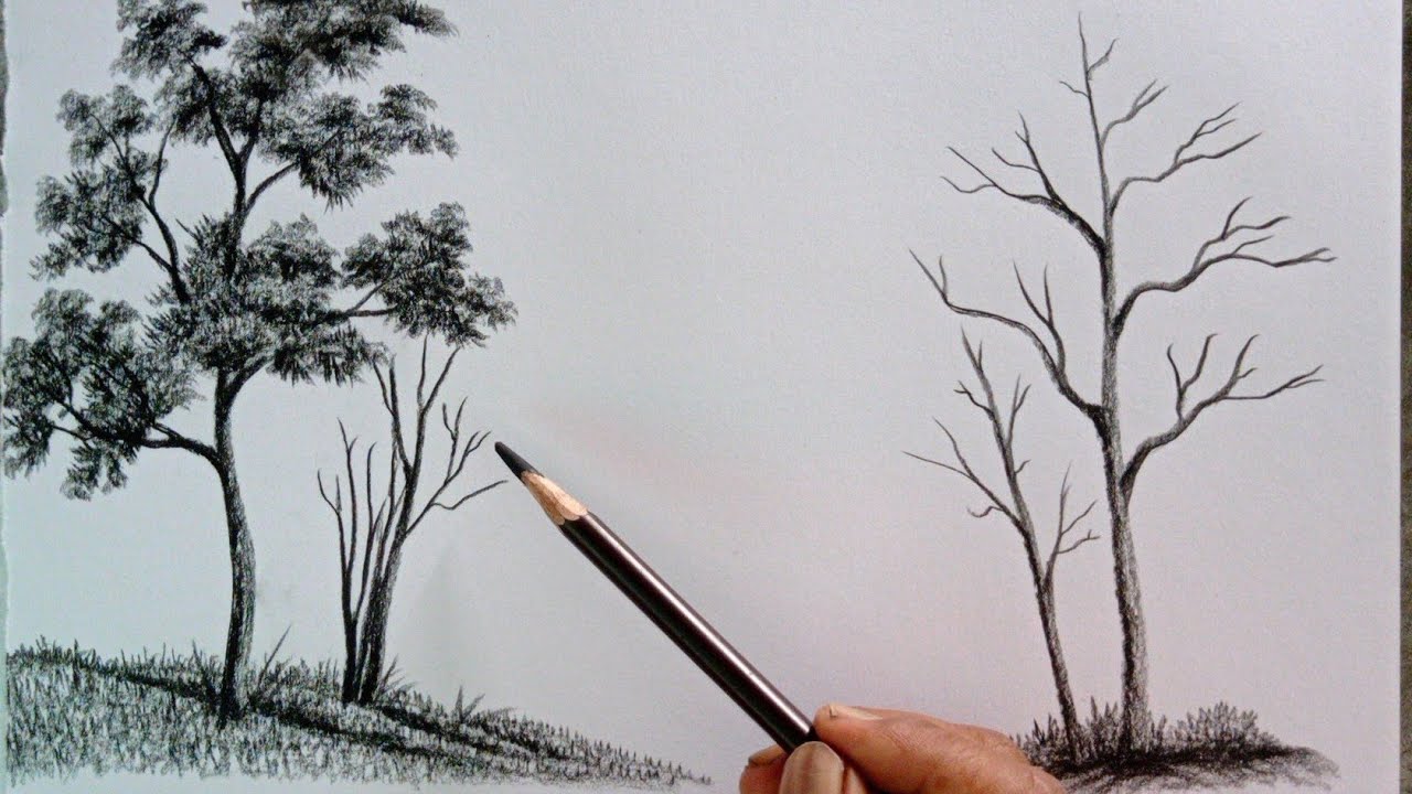 Tree Drawing Charcoal At Jerry Fagan Blog