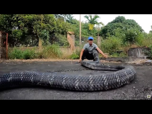 Biggest Cobra In The World King Cobra