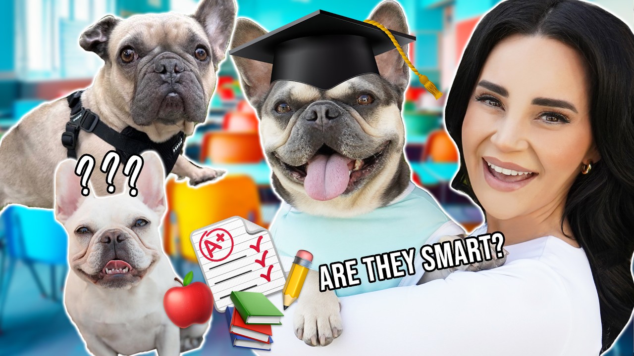 Which Dog Is Smartest Youtube