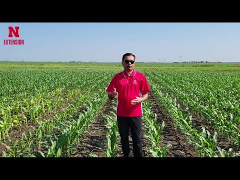 Resicore Xl Corn Herbicide N Field Observations Youtube