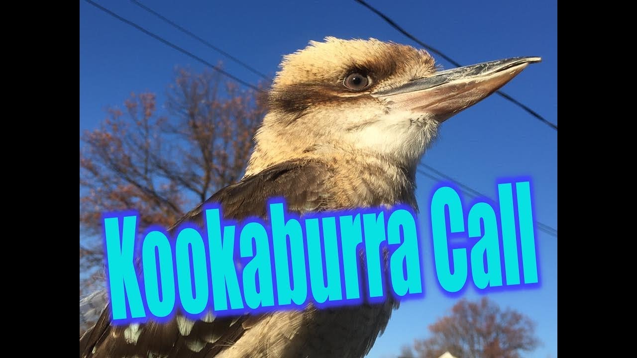 Super Loud Kookaburra Call Youtube