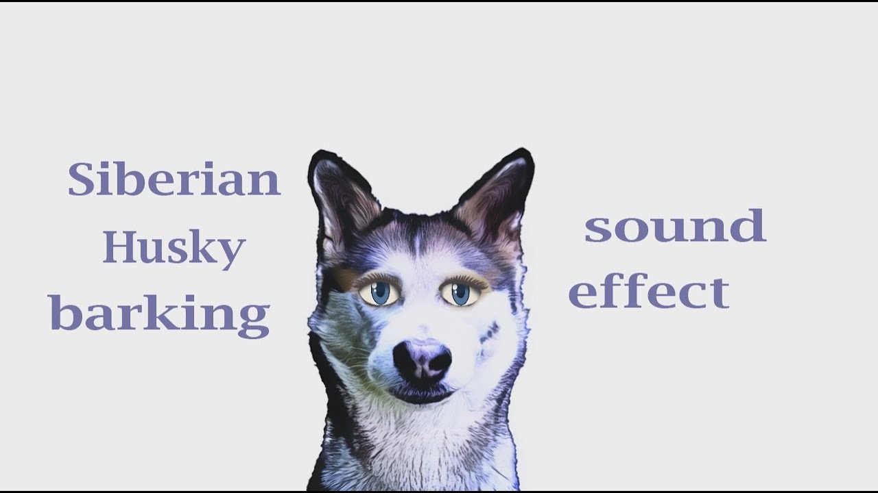 How A Siberian Husky Barking Sound Effect Animation Youtube