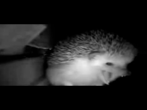 Sneezing Hedgehog Explosion Meme Better Quality Youtube