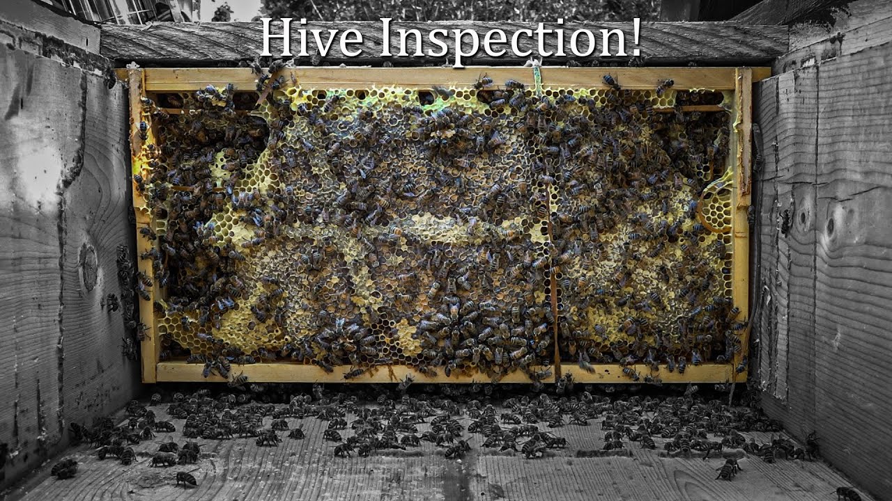 Long Langstroth Horizontal Hive Inspection And Update Testing A Hive