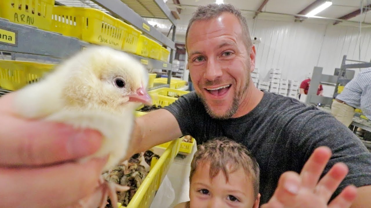The Ultimate Hatchery Tour Of Mcmurray Hatchery Youtube
