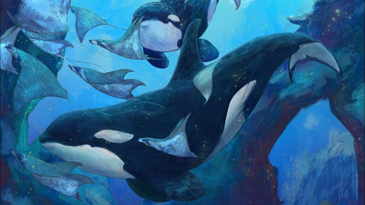 I Sea You Orca Orcinus Orca Procreate Digital Art Timelapse Youtube