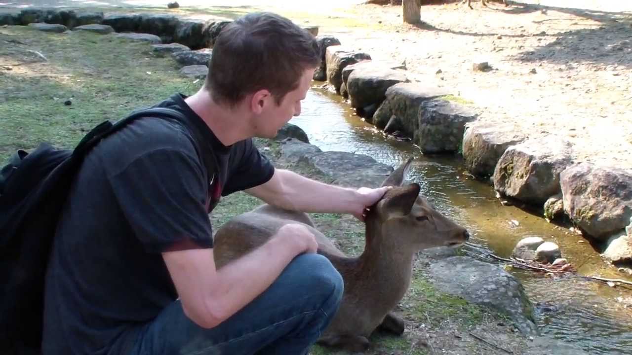 Petting Deer In Nara Youtube