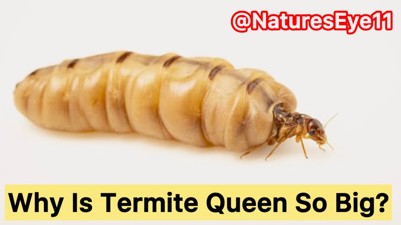 Why Is Termite Queen So Big Natureseye11 Youtube