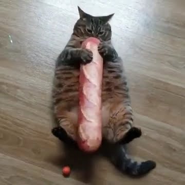 Fat Cat Eating Baguette Shorts Cat Fatcats Youtube