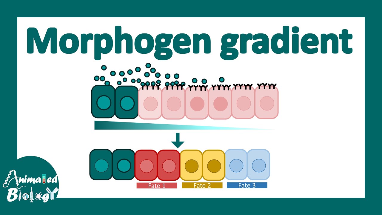 Morphogen Gradient Csir Net Developmental Biology Unit 5 Lectures