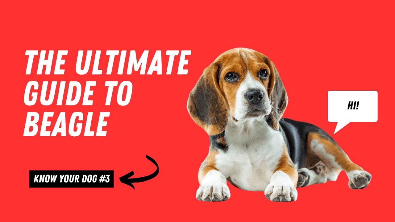 Beagles 101 Everything You Need To Know About This Charming Breed