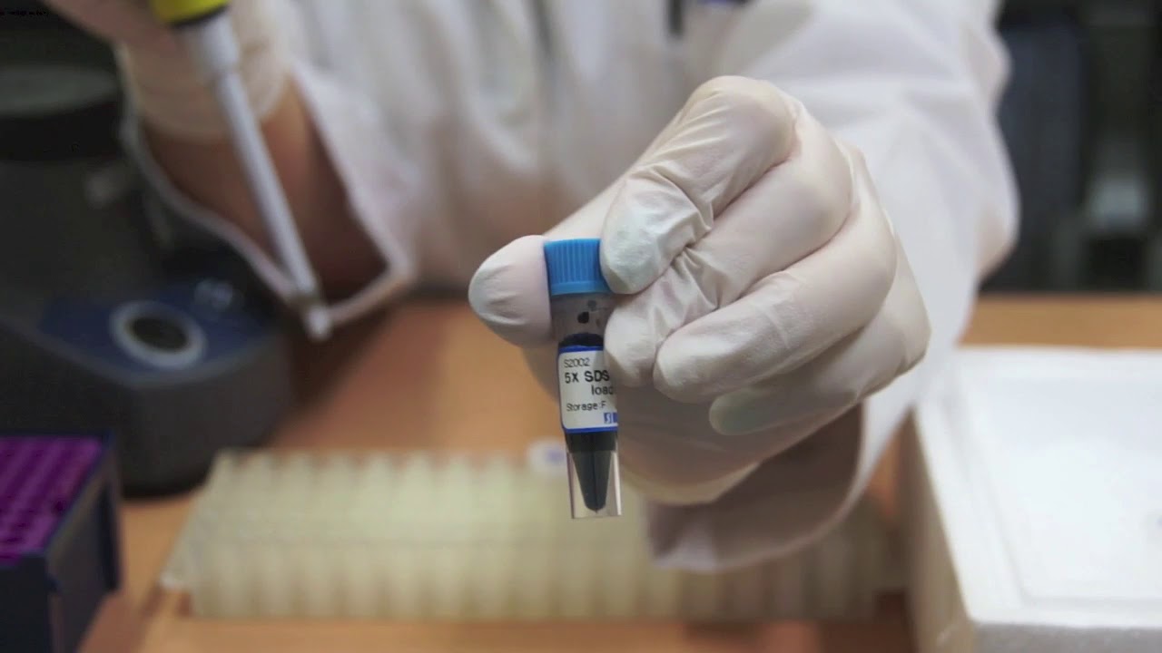 학생실습 Protein 3 Sample Preparation Youtube