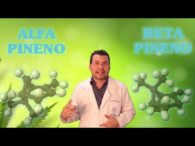Que Son Los Terpenos Por Que Doctor Terpeno