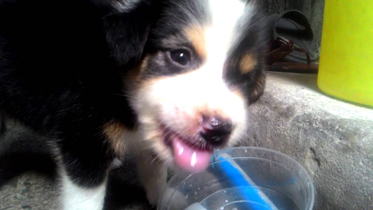 Cute Aspin Puppy Story Youtube