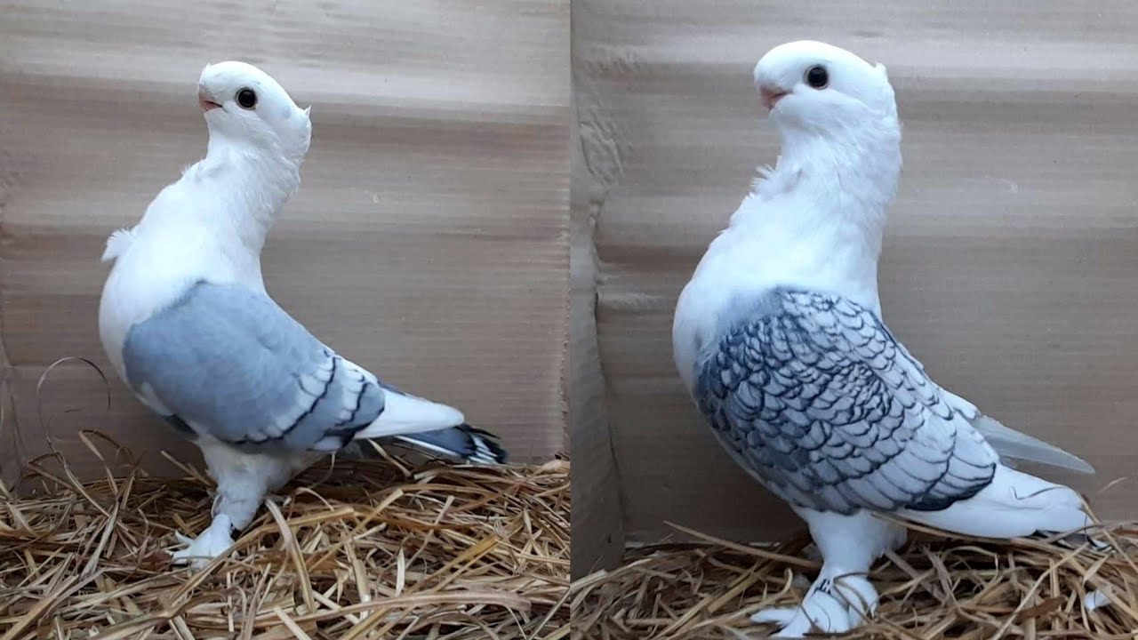 The Classic Oriental Frill Classic Old Frill Youtube