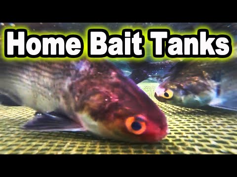 Ten Tips For Home Bait Tanks Youtube
