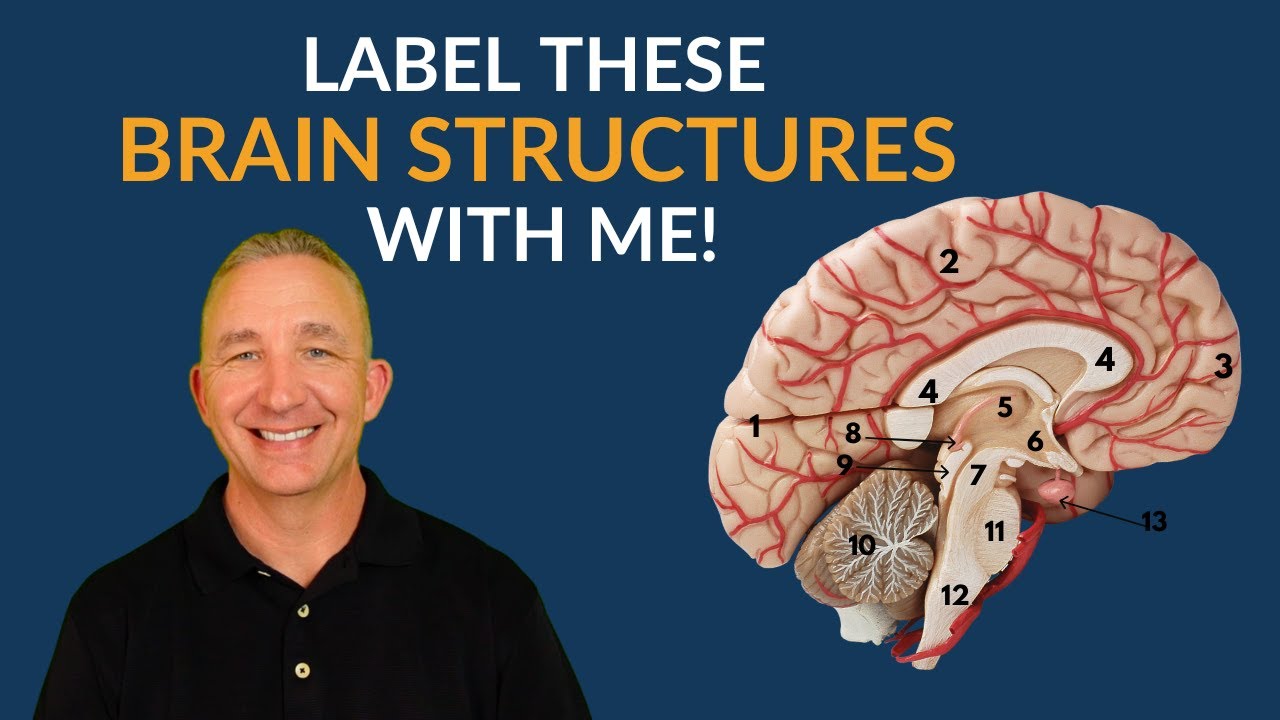 Understanding Brain Structures Youtube