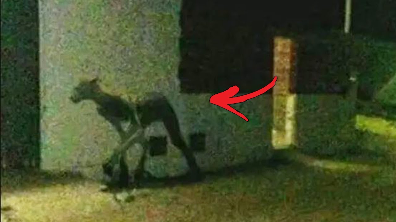 Top 5 Scary Skinwalker Encounters That Prove They Exist Youtube